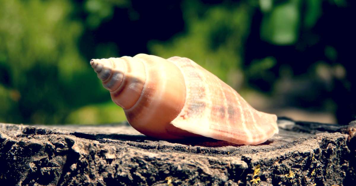 Should You Open A Hong Kong Shell Company To Set Up A WFOE In China?